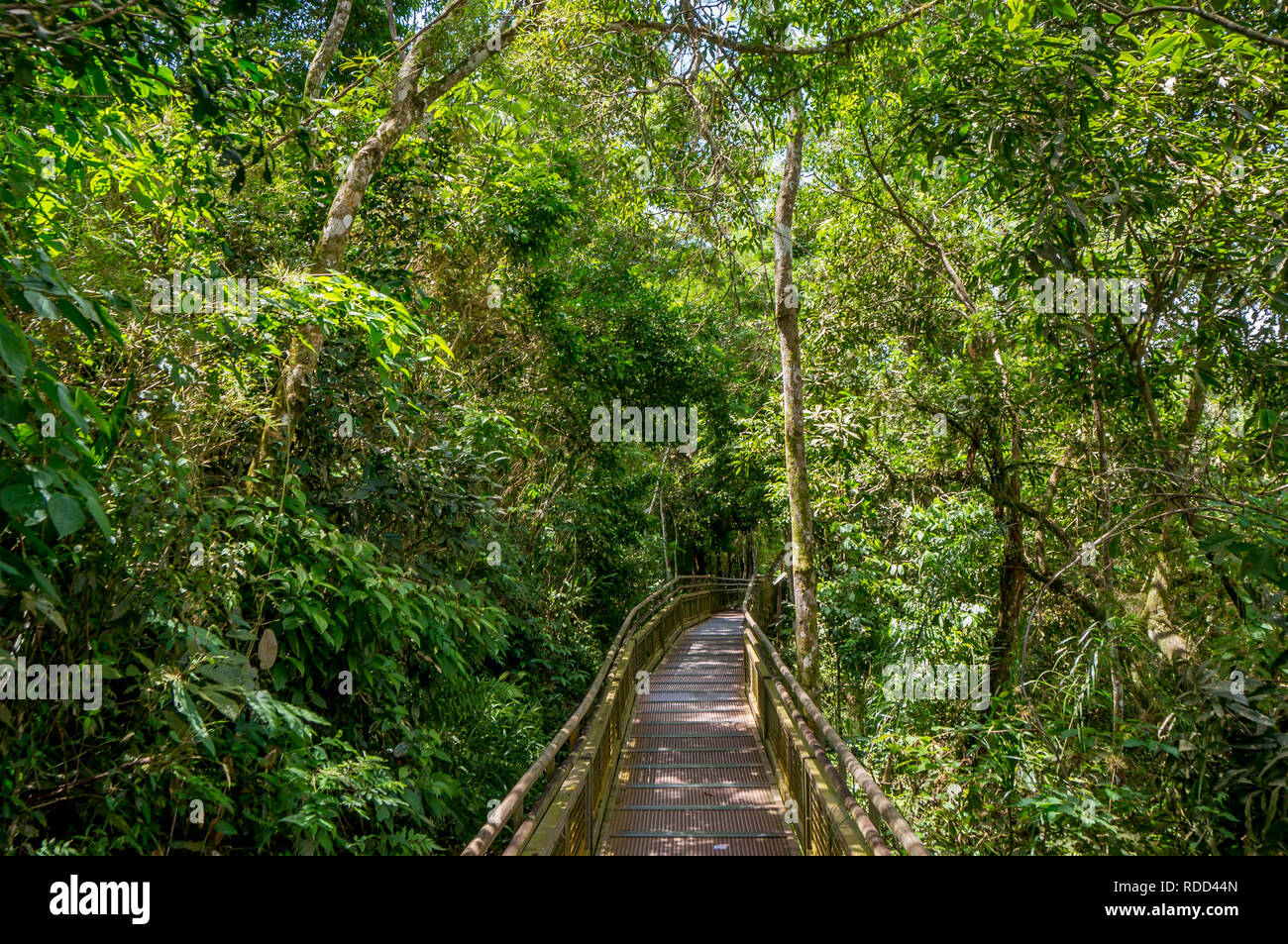 Empty rainforest hi-res stock photography and images - Alamy