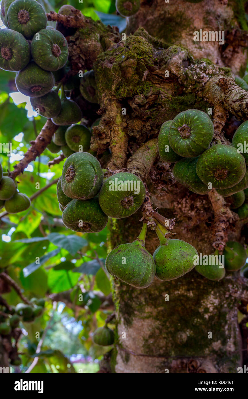 Wild Fig Tree High Resolution Stock Photography and Images - Alamy