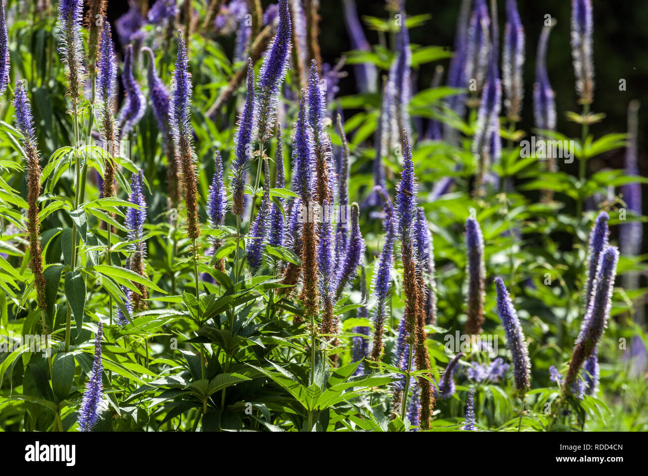 Perennial garden flower border plant Culver's Root, Veronicastrum Stock ...