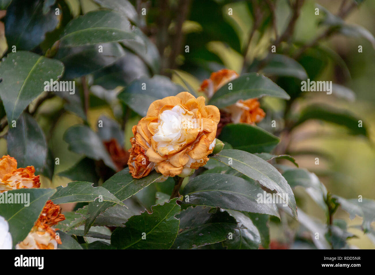 A close up view on a white roses on a tree where the pettels have died ...
