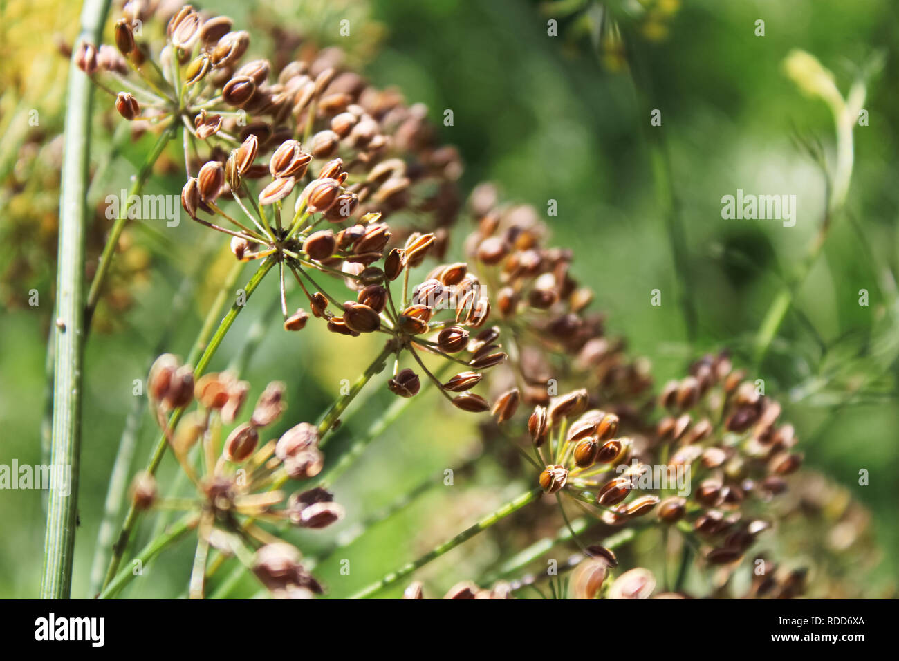 Pods fennel seed hi-res stock photography and images - Alamy