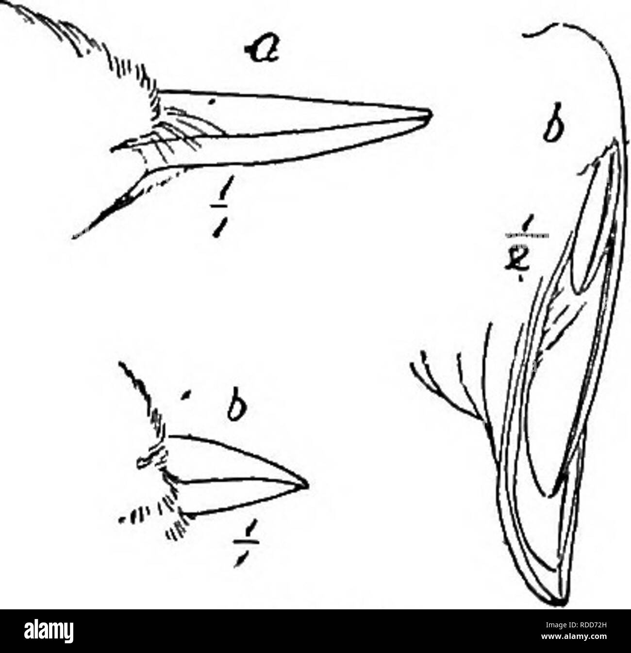 . Handbook of birds of eastern North America : with keys to the species ...
