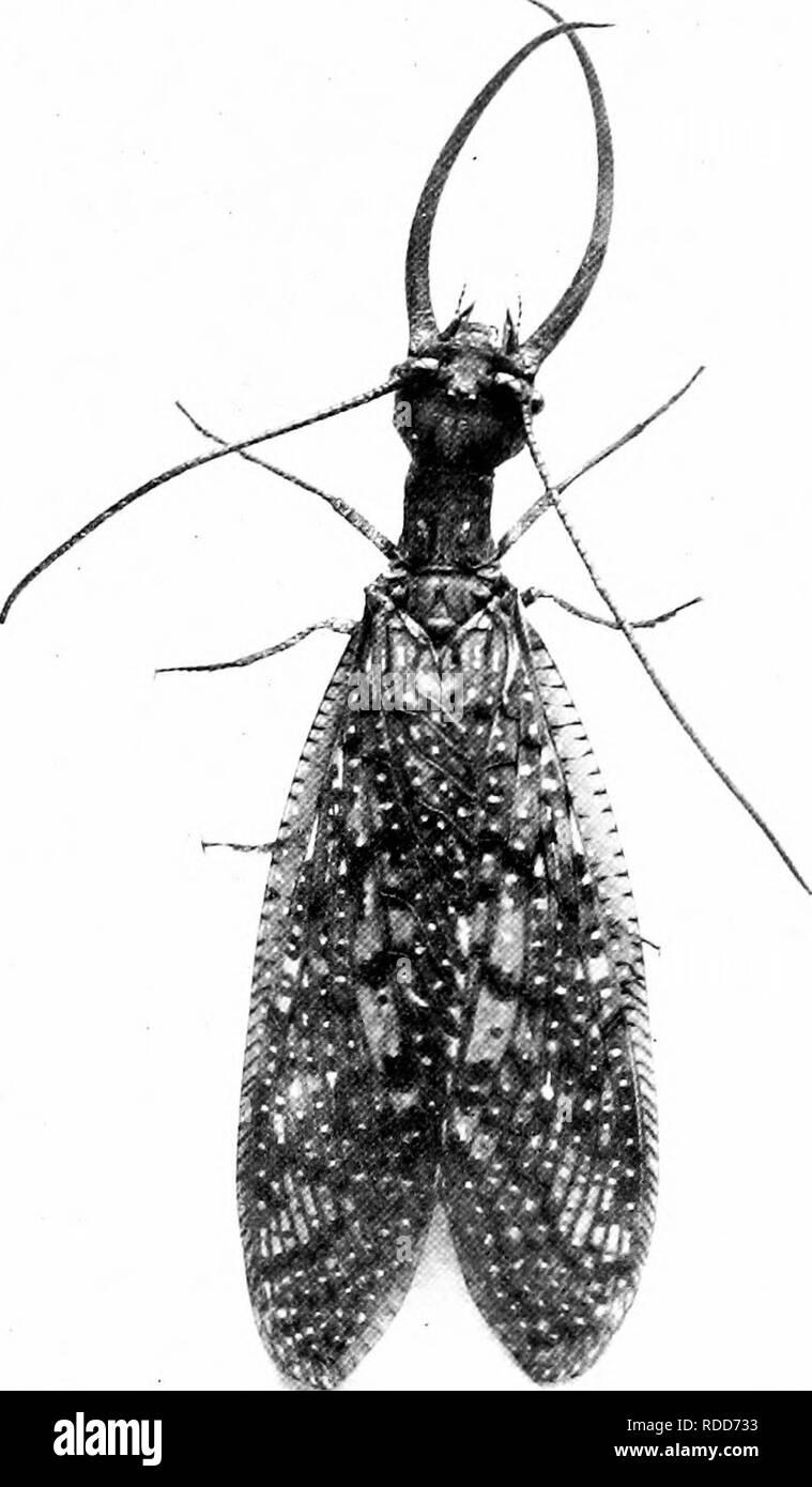 . The home life of wild birds; a new method of the study and ...