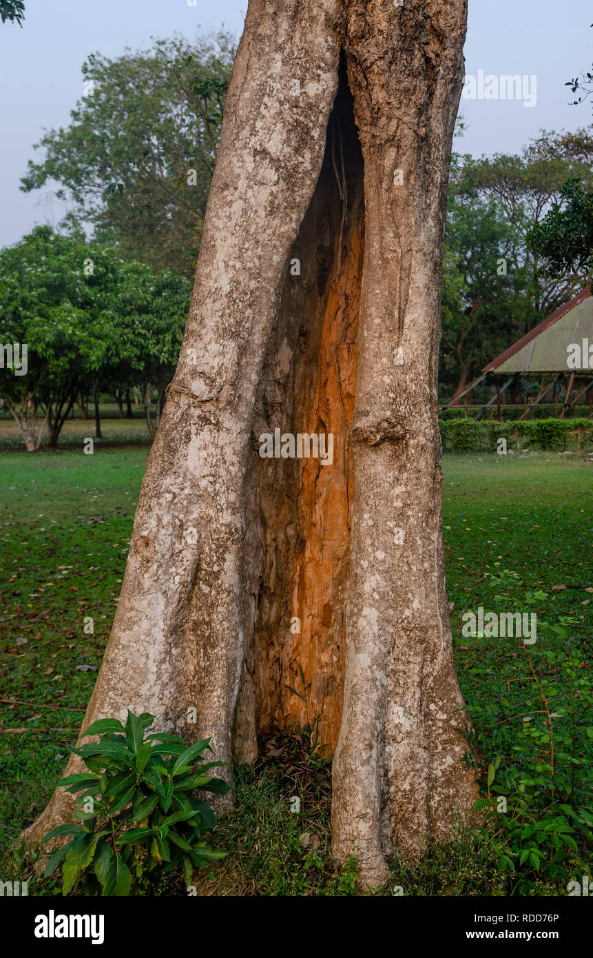 A hollowed tree trunk Stock Photo - Alamy
