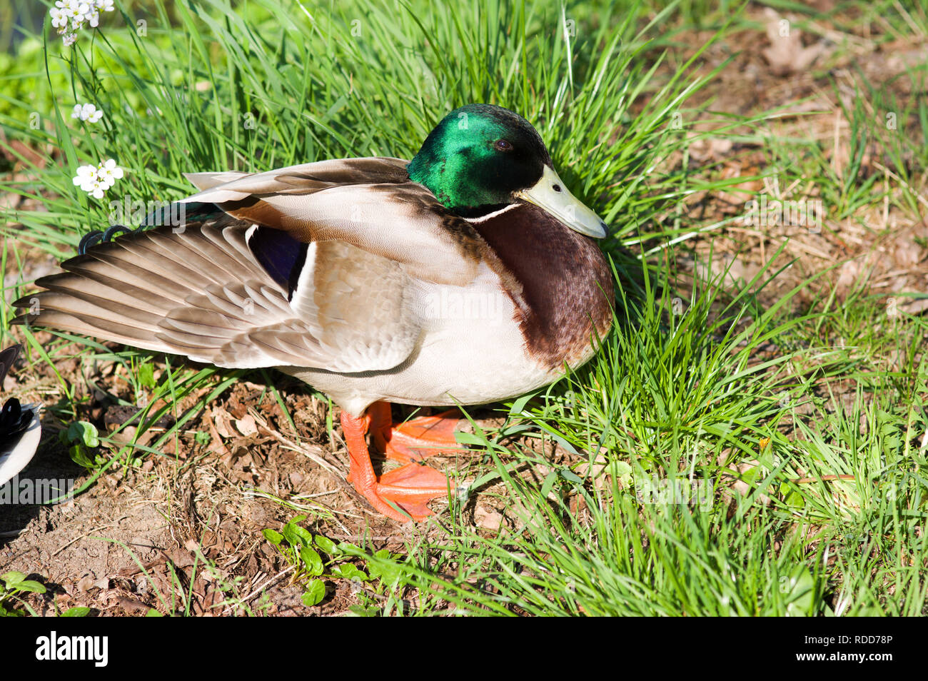 Male mallard duck in their natural environment Stock Photo - Alamy