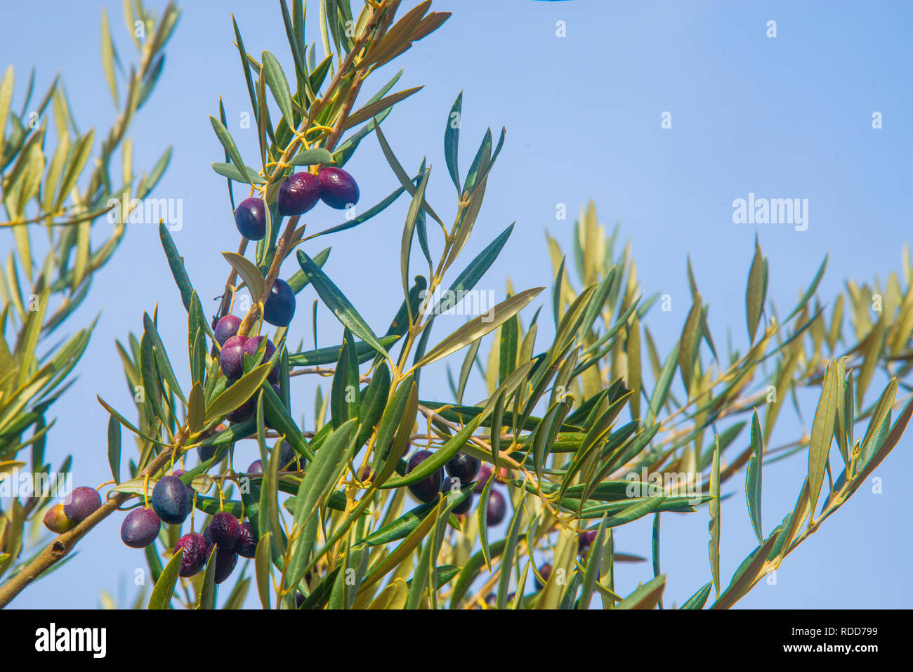 Olive tree with leaves hi-res stock photography and images - Alamy