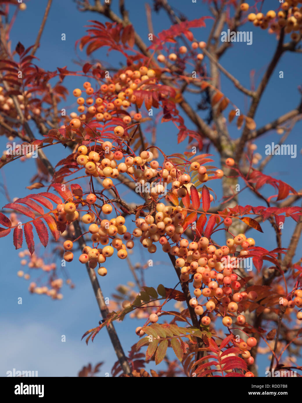 Rowan joseph rock hi-res stock photography and images - Alamy