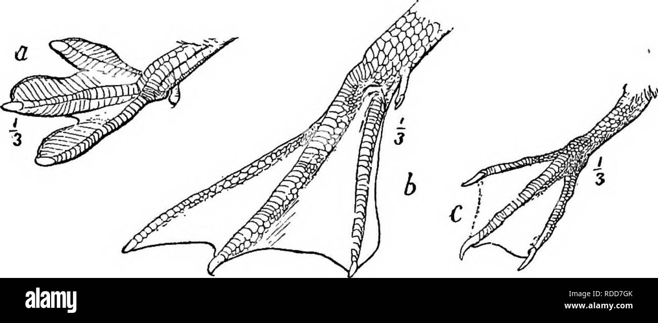 Feet webbed Black and White Stock Photos & Images - Alamy