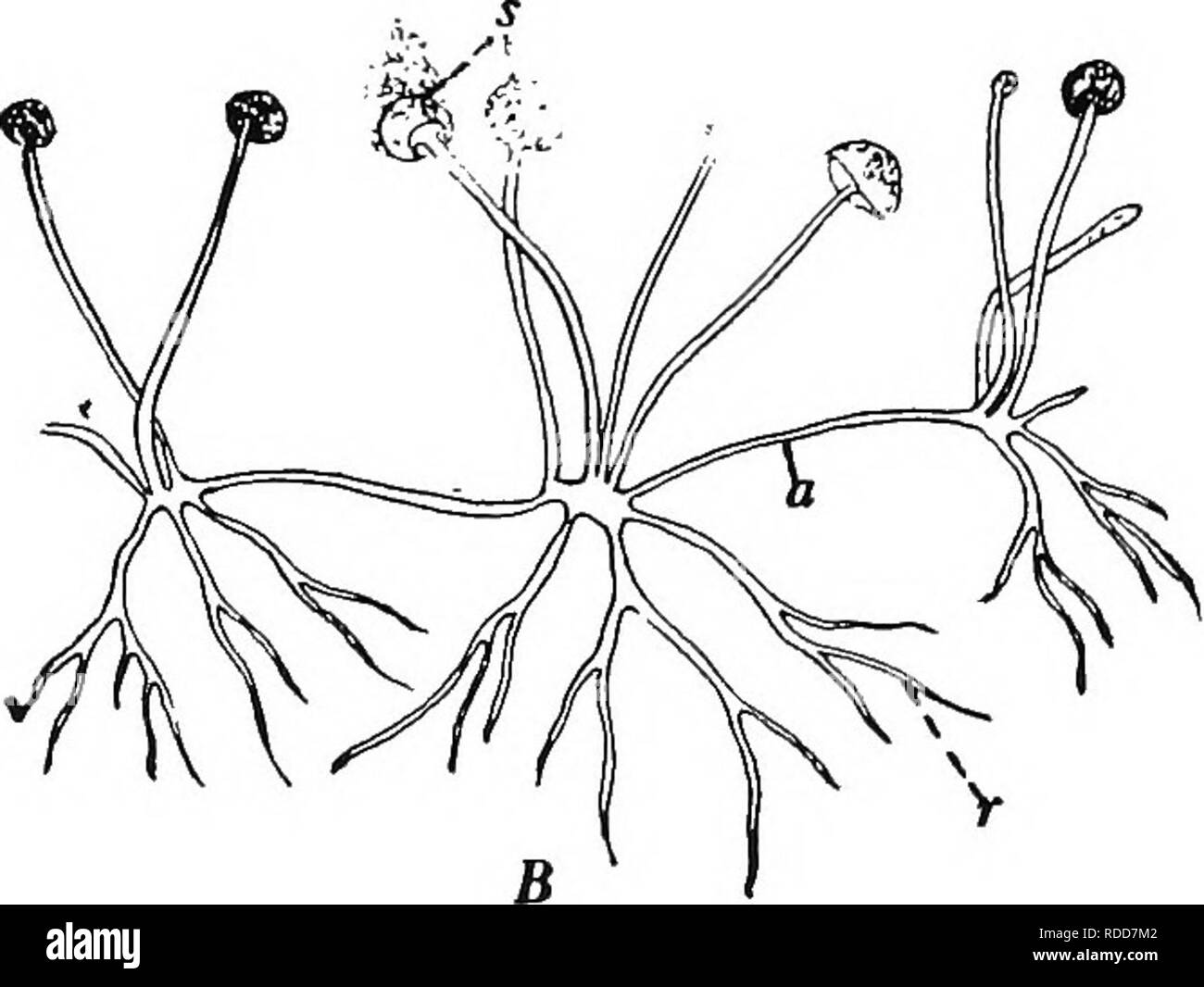 Rhizopus Stolonifer Labeled