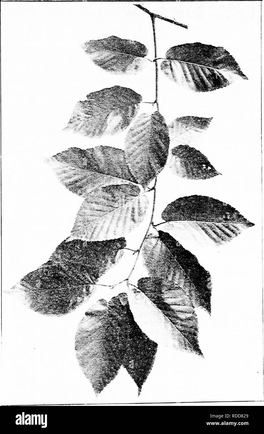 Yellow Birch Leaf Drawing