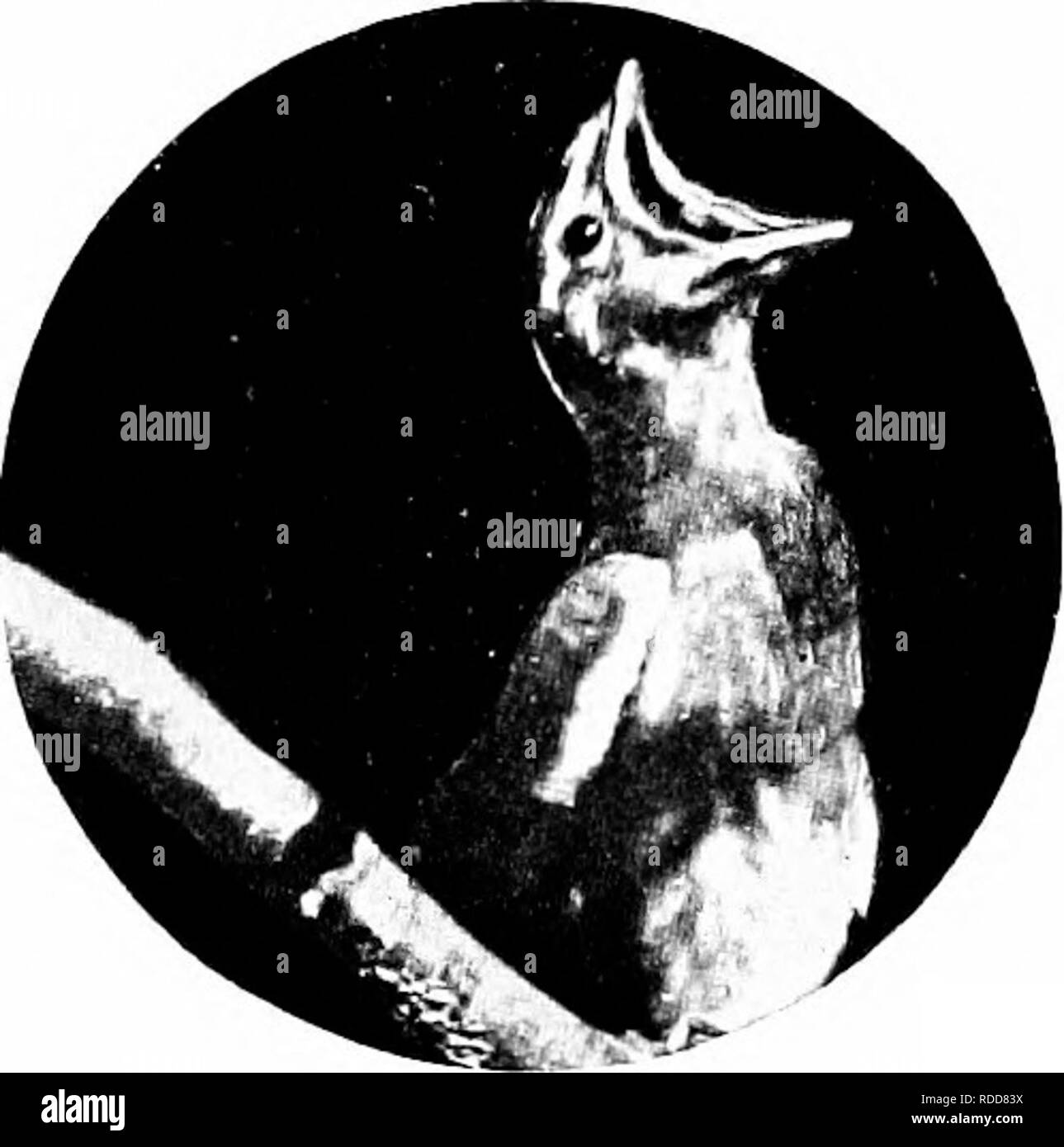 . The home life of wild birds; a new method of the study and ...