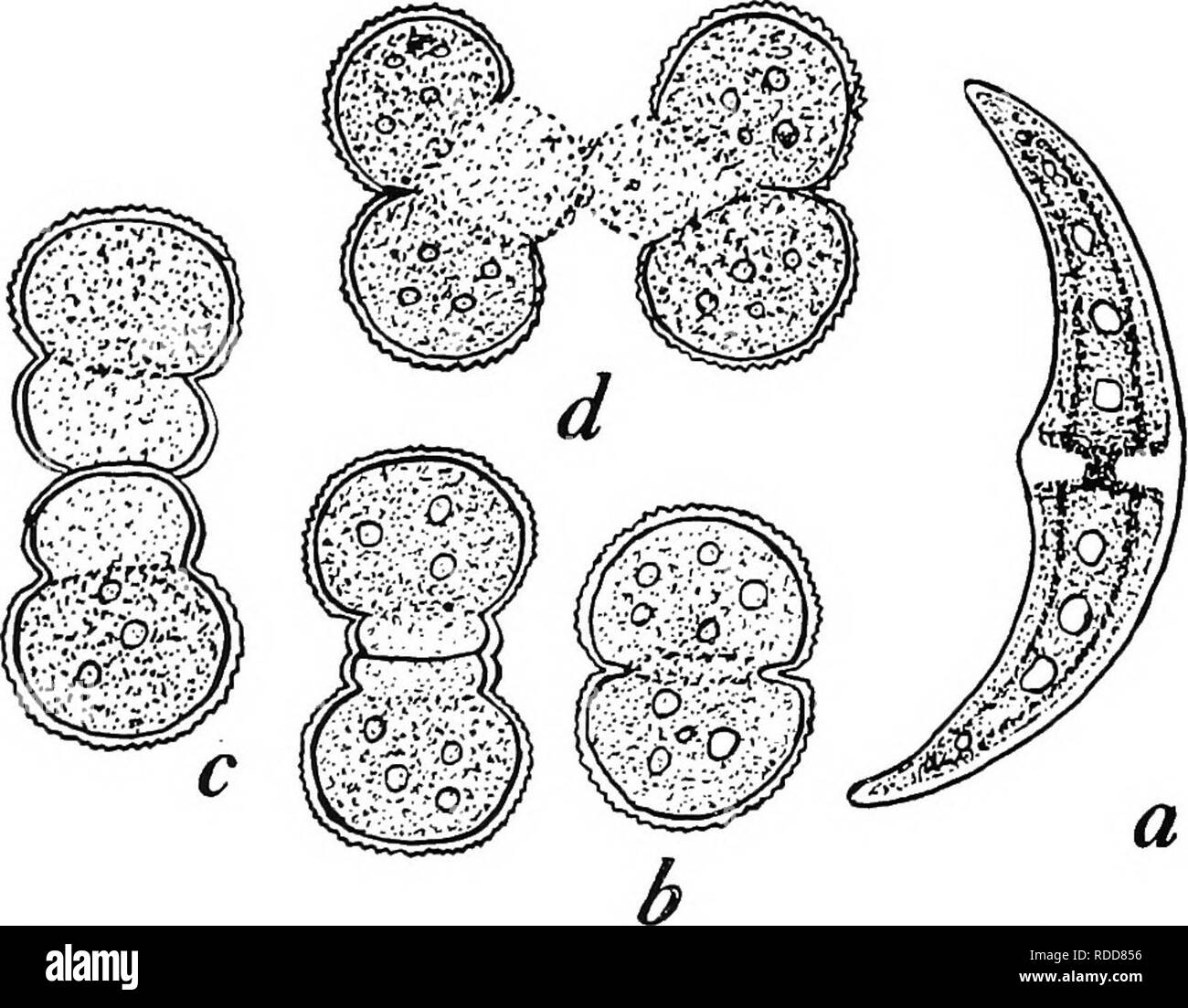 Oospore Black and White Stock Photos & Images - Alamy