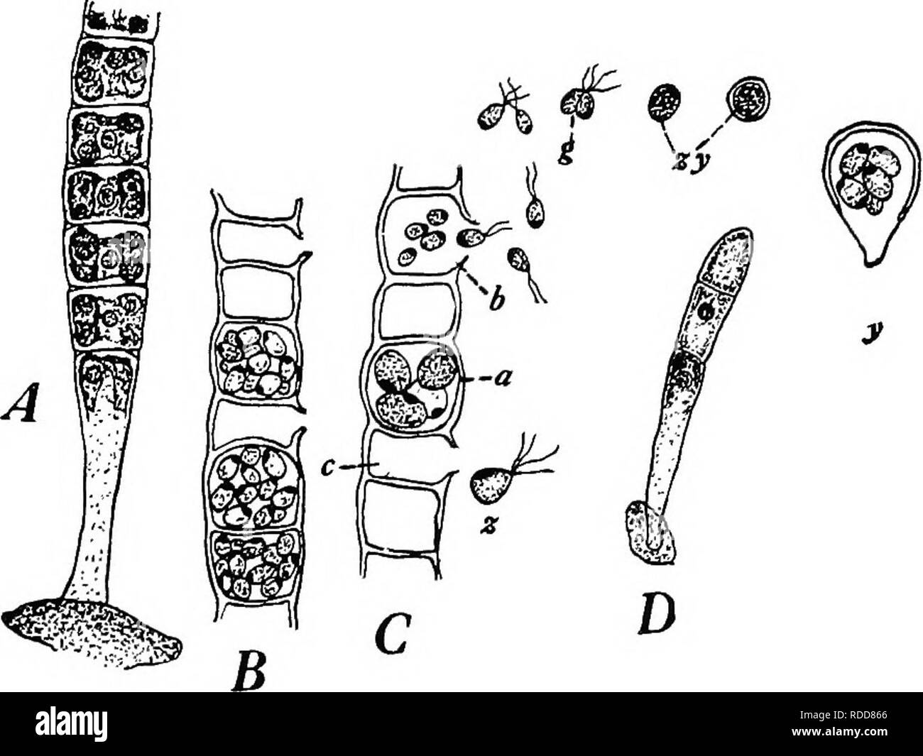 . Botany for agricultural students . Botany. ULOTHRIX 311 Ulothrix ...