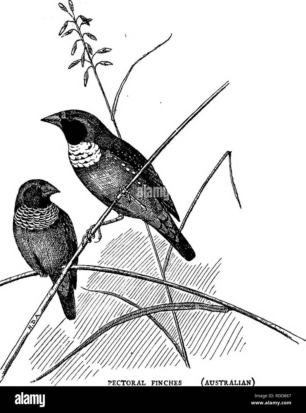 Australian finches Black and White Stock Photos & Images - Alamy