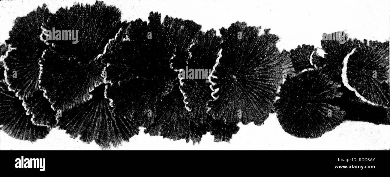 . Minnesota mushrooms ... Botany; Mushrooms. GILL FUNGI 51 ...