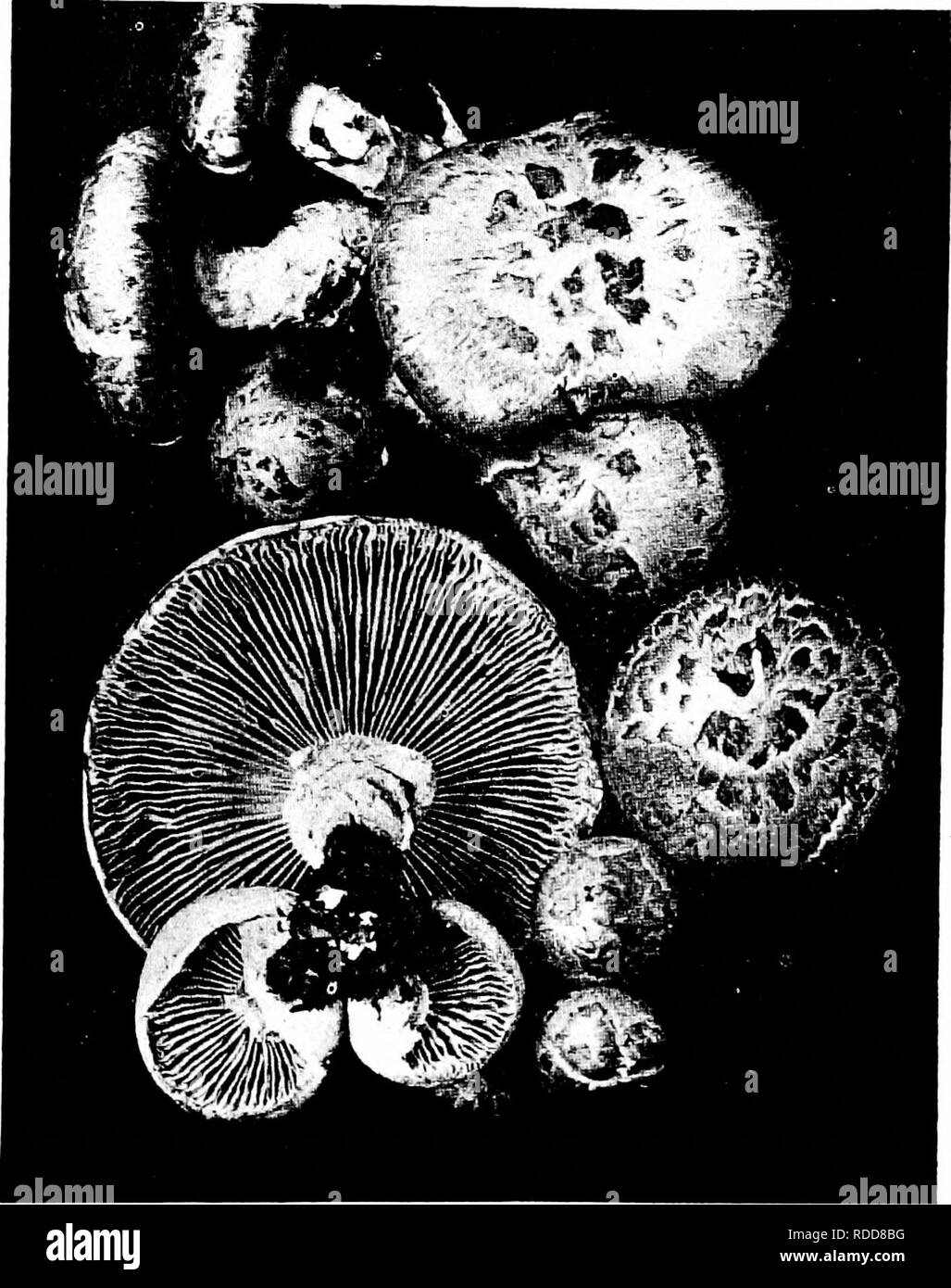 48 3 x 12 7 cm hi-res stock photography and images - Alamy