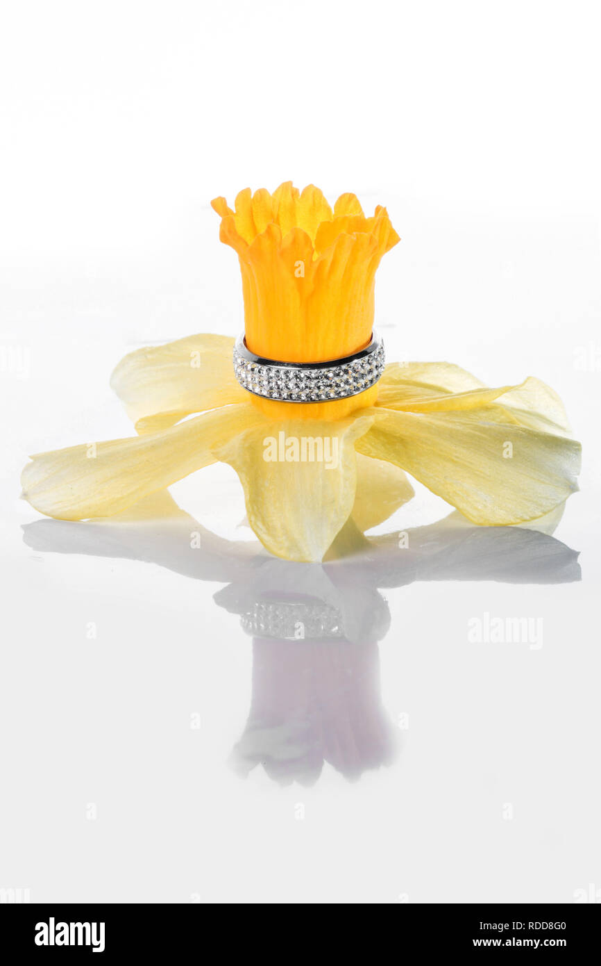 Shiny ring, white background, Detail Stock Photo - Alamy