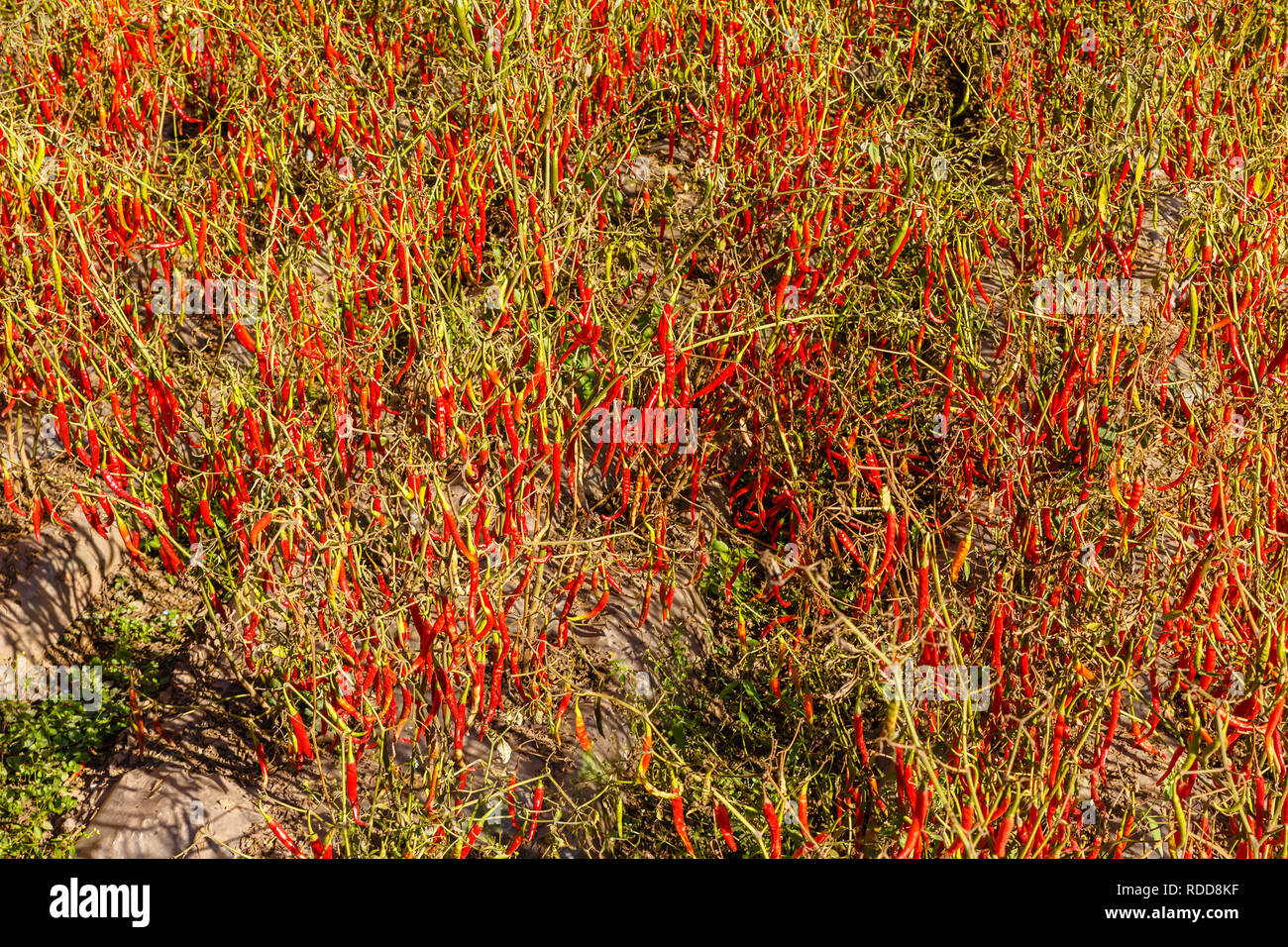 Fresh red chillies growing in the vegetable garden, background Stock ...