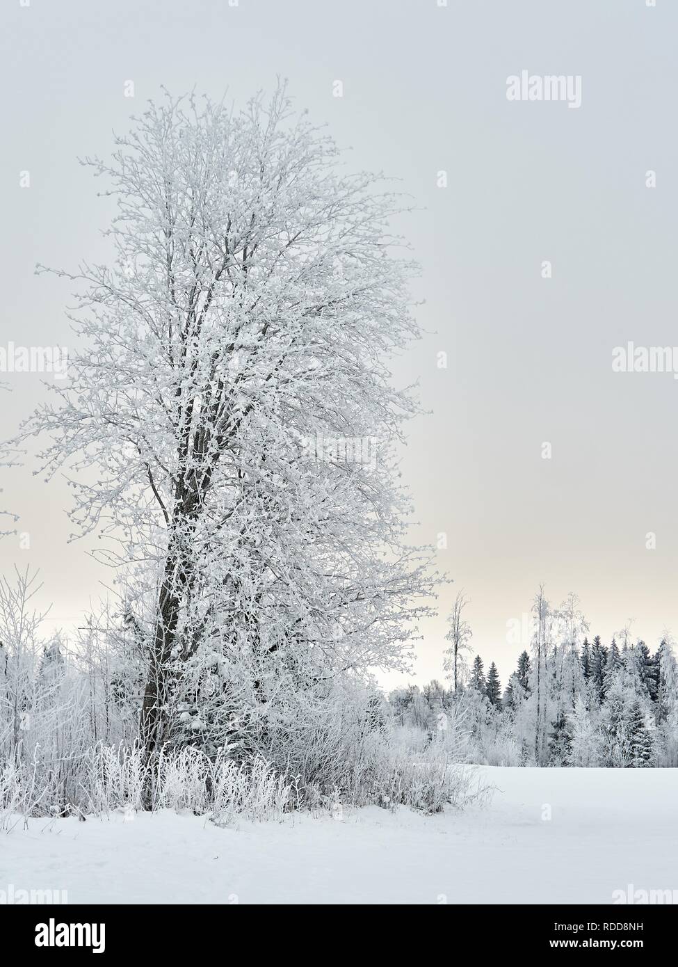 Tree weather nature hi-res stock photography and images - Alamy