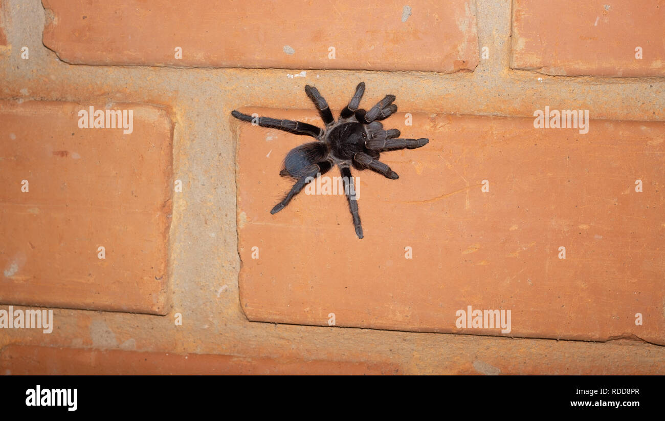 a large tarantula on the background of the house wall Stock Photo - Alamy