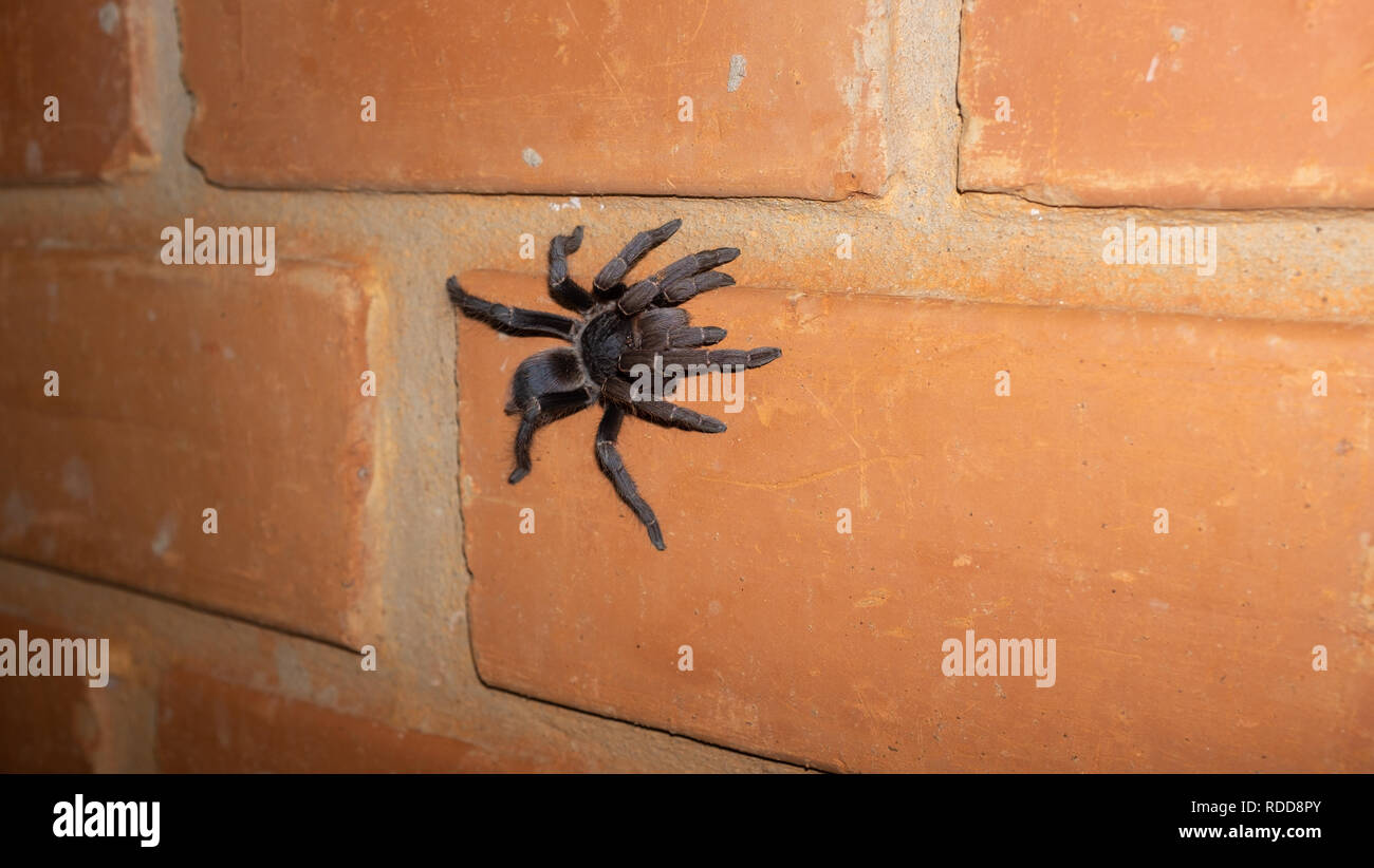a large tarantula on the background of the house wall Stock Photo - Alamy