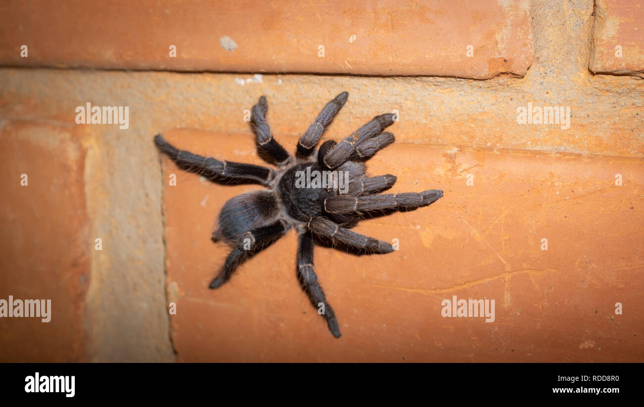 a large tarantula on the background of the house wall Stock Photo - Alamy