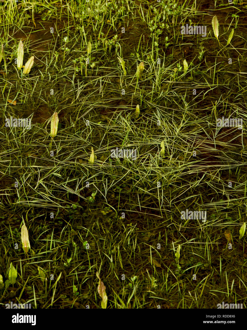 Flooded grass hi-res stock photography and images - Alamy