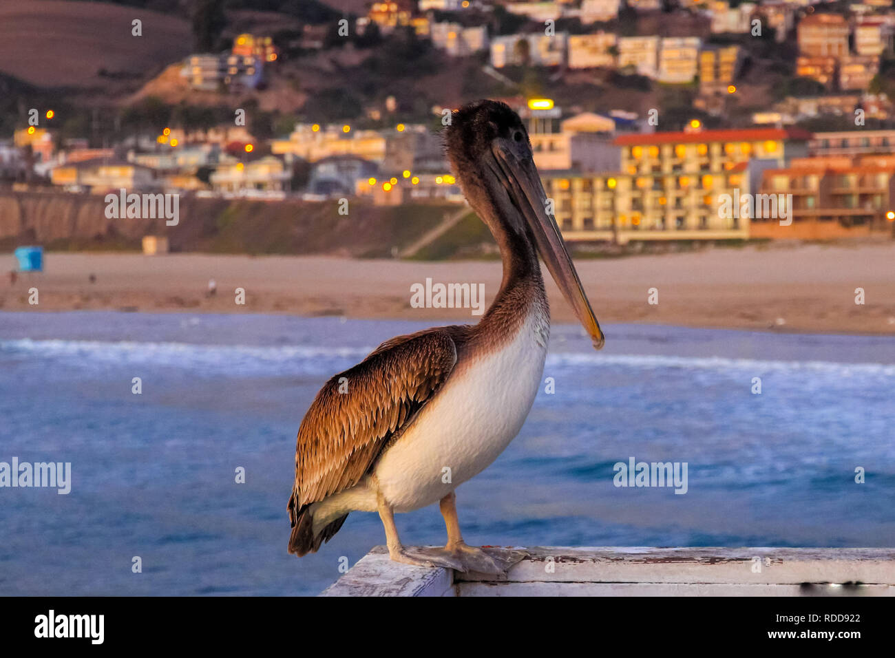 Waterfowl pelican on the railing of the sea pier, pelicans get used to ...
