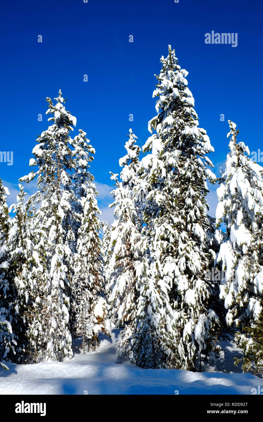 Winter scene of snowy forest pine trees with shunshine and blue sky ...