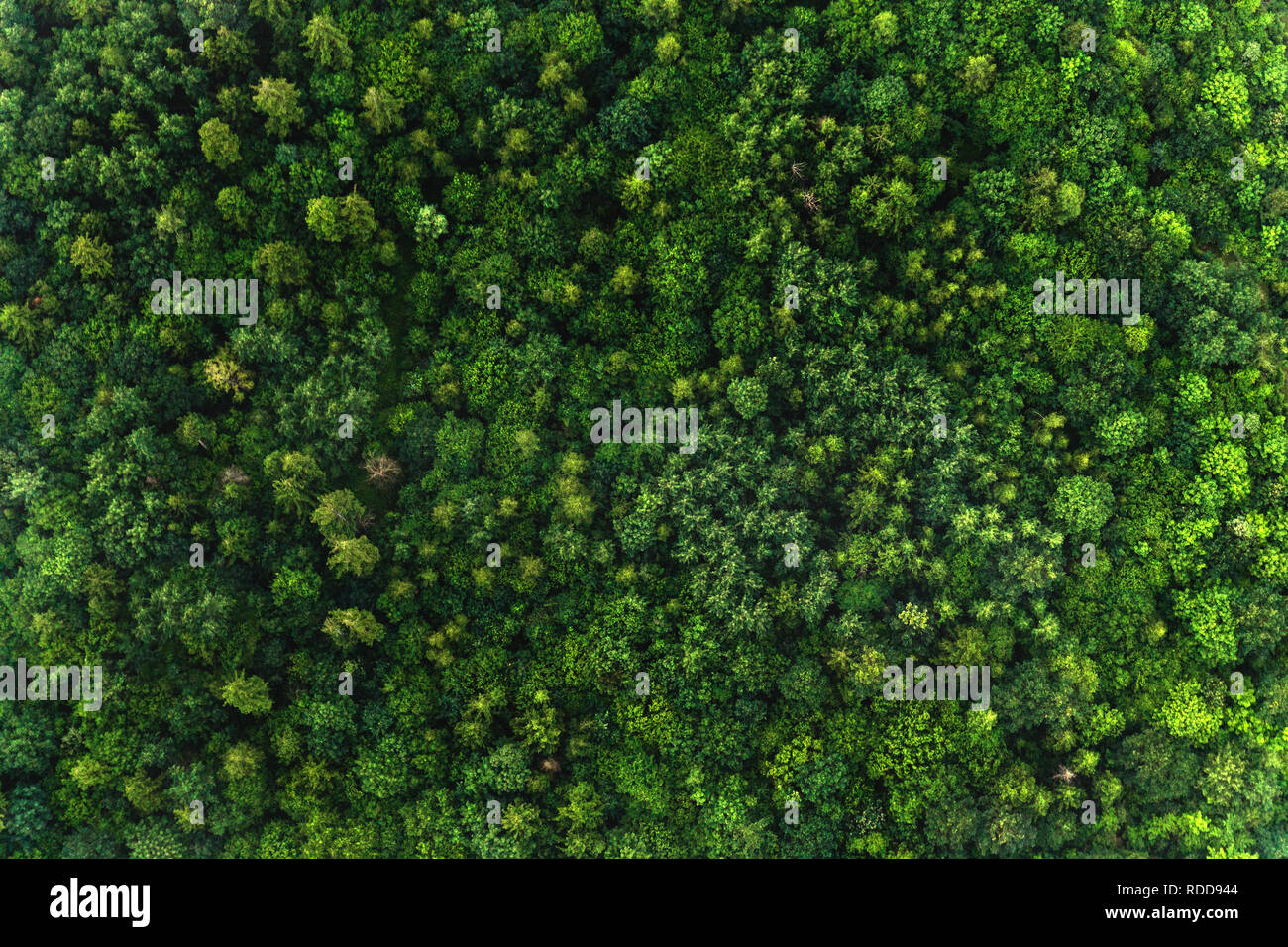 Top view of the area green forest. Nature texture Stock Photo - Alamy