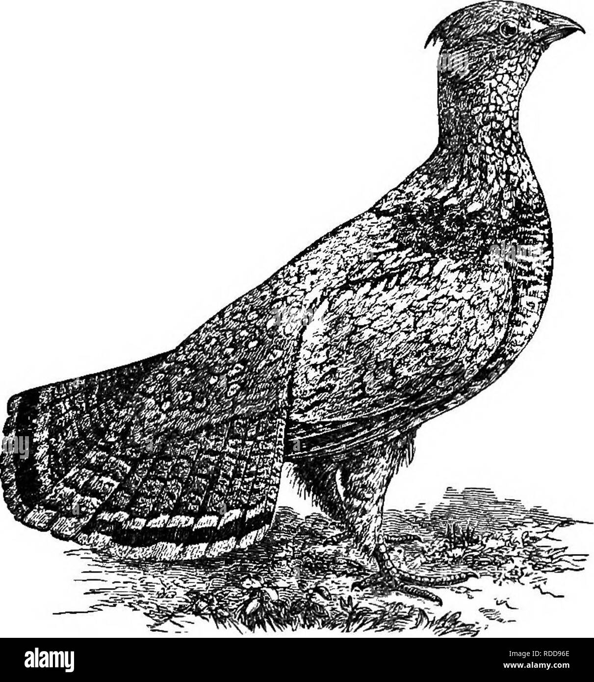 Chicken partridge Black and White Stock Photos & Images - Alamy