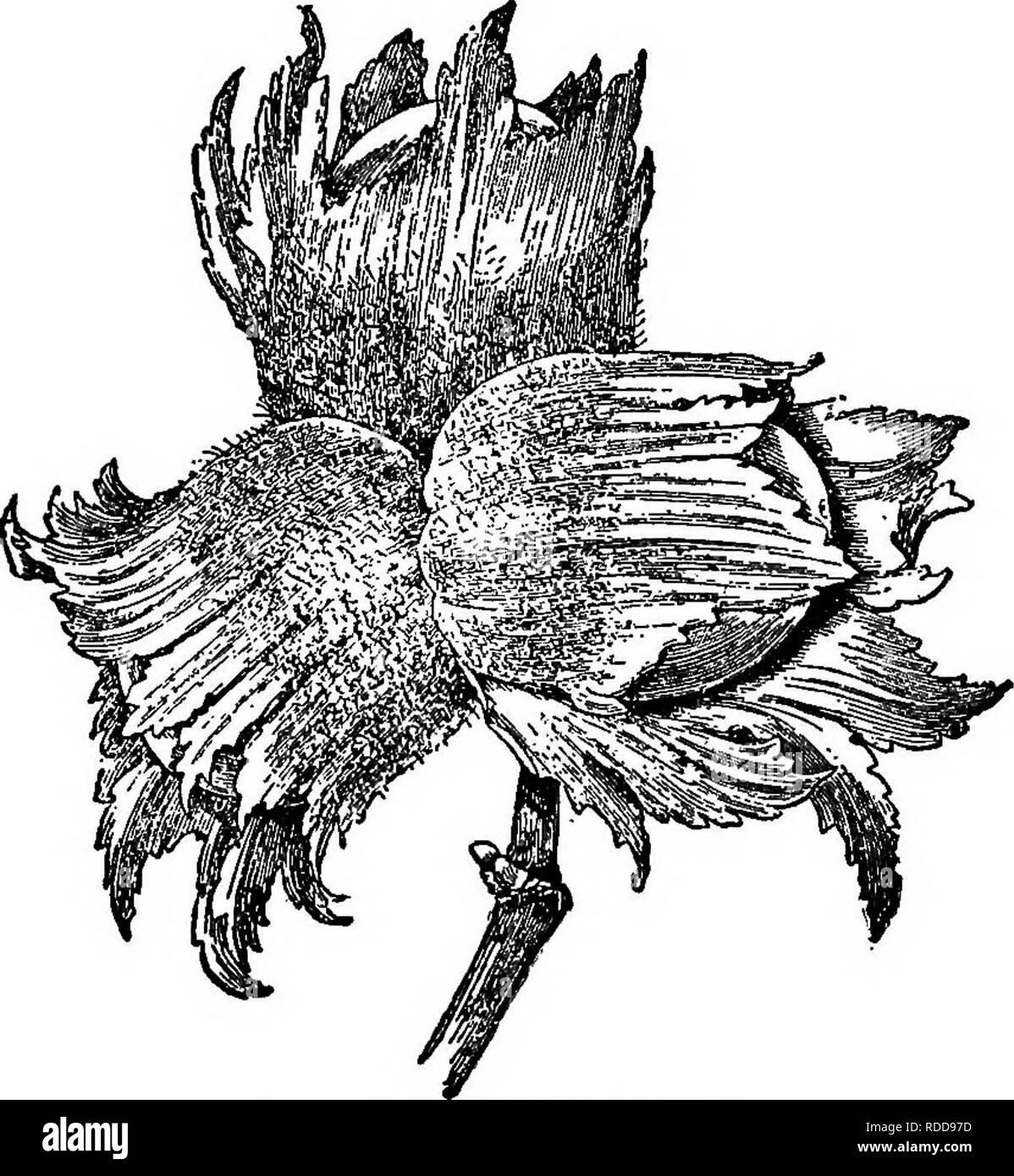 Oblong shell Black and White Stock Photos & Images - Alamy