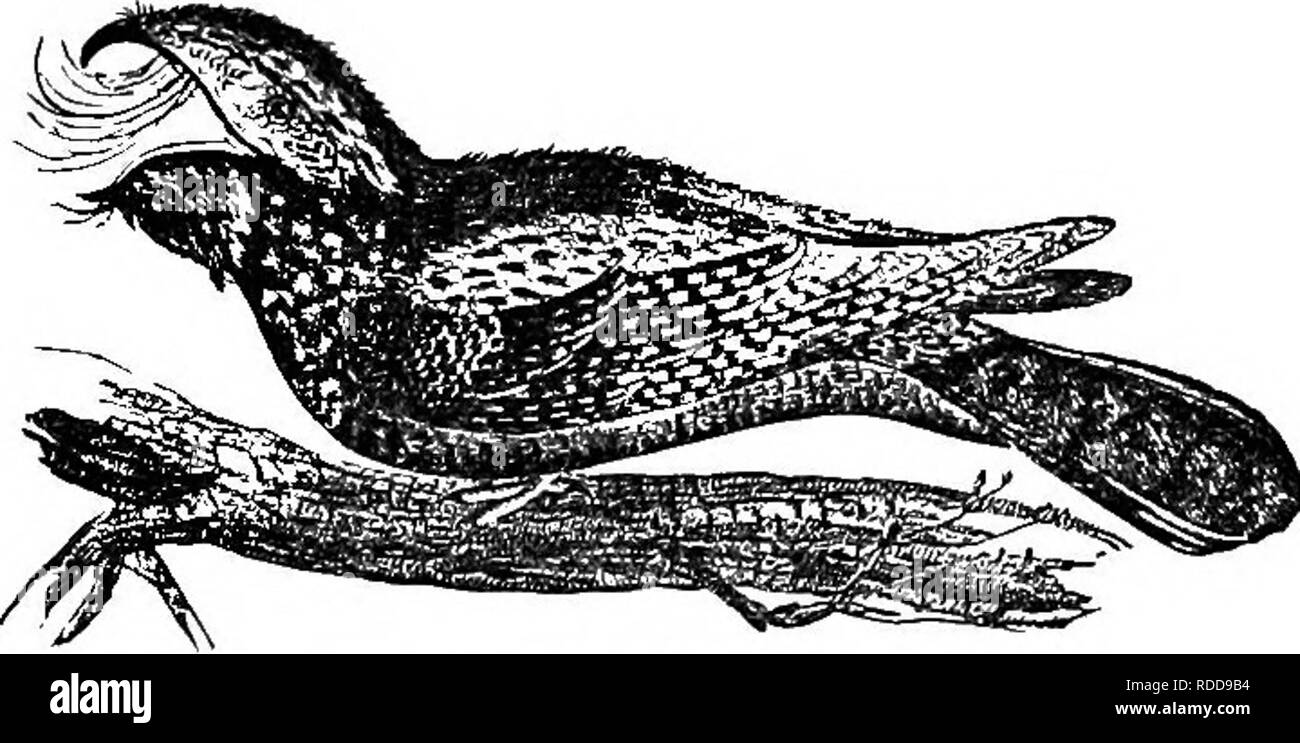 Whippoorwills hi-res stock photography and images - Alamy