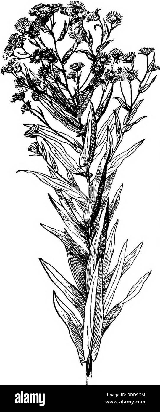 . Lessons in botany. Botany. COMPOSITE. 279 441. The pappus and ...