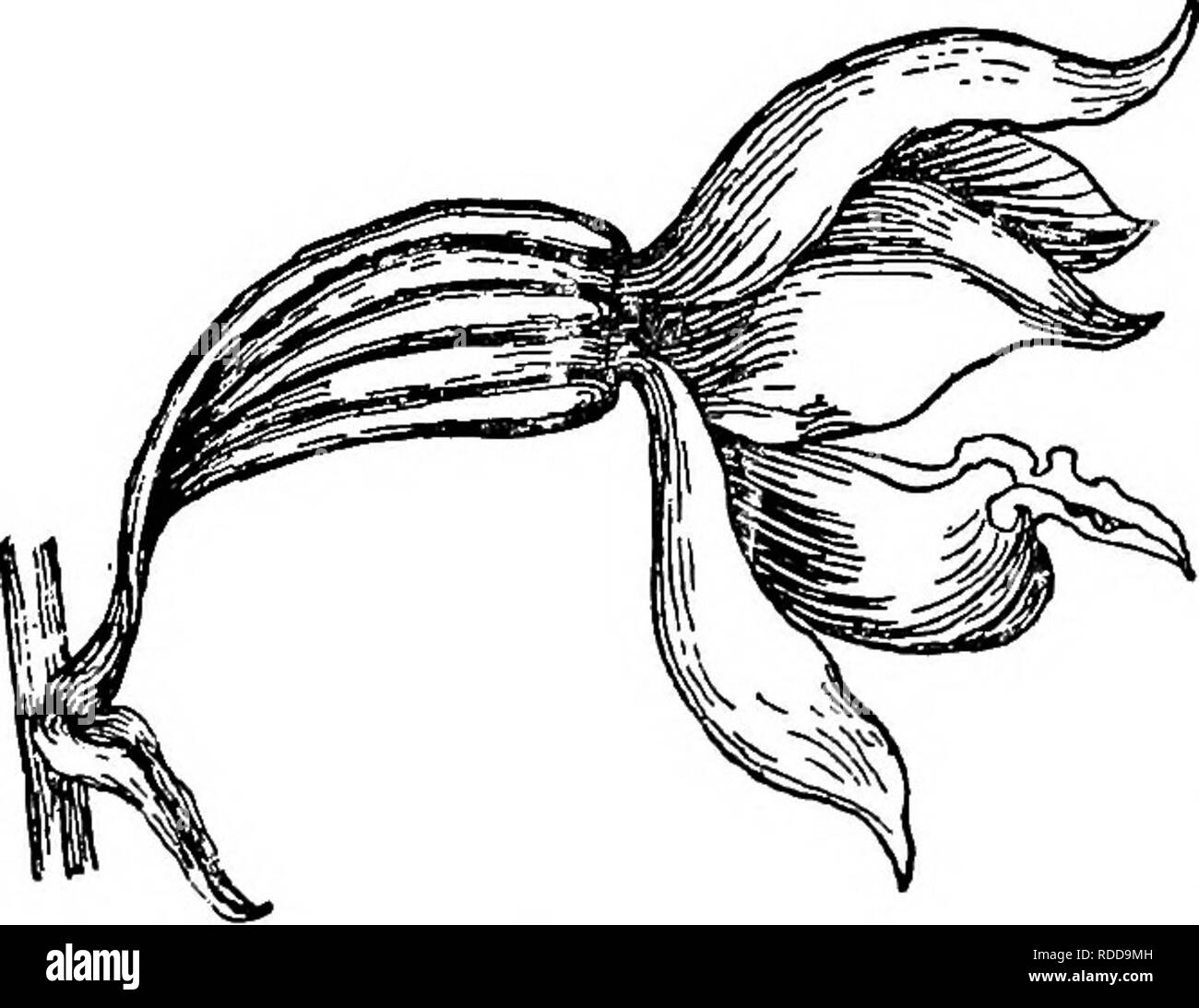 Monocot order Black and White Stock Photos & Images - Alamy