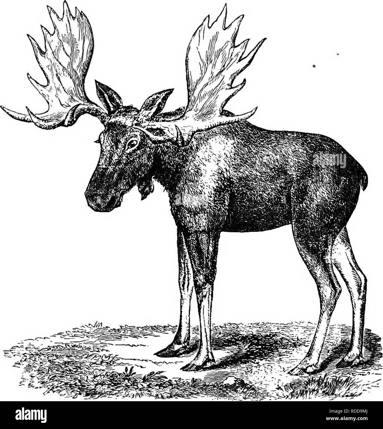 . Natural history of animals. Containing brief descriptions of the ...