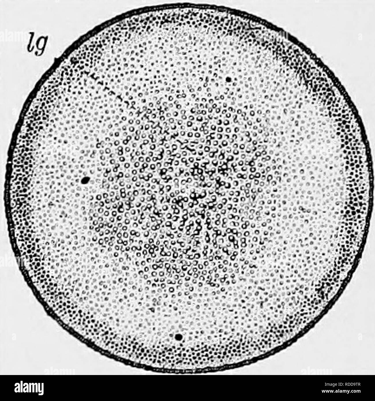 Cross section stem palm tree hi-res stock photography and images - Alamy