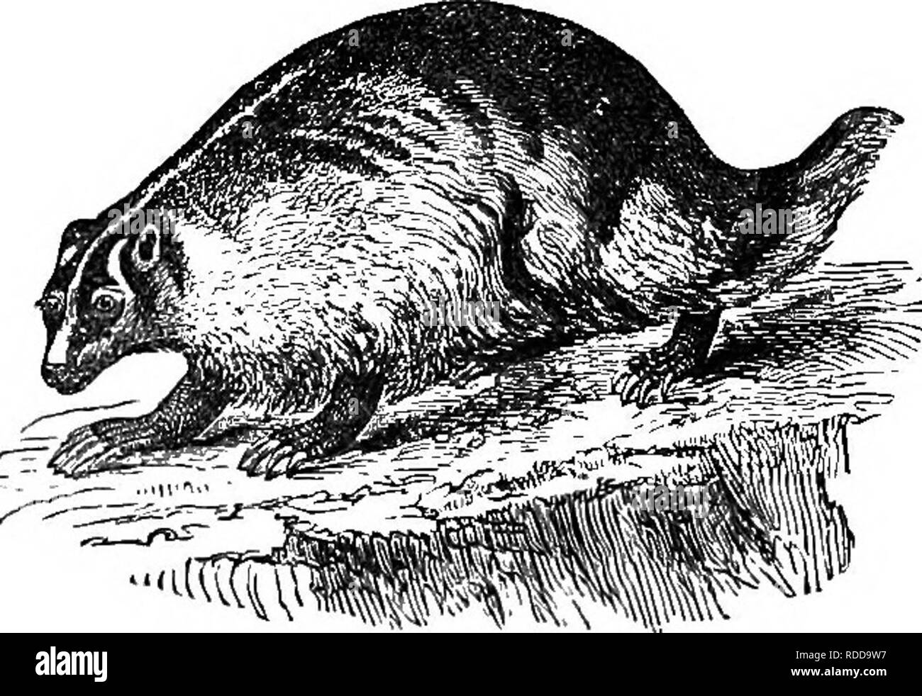 . Natural history of animals. Containing brief descriptions of the ...