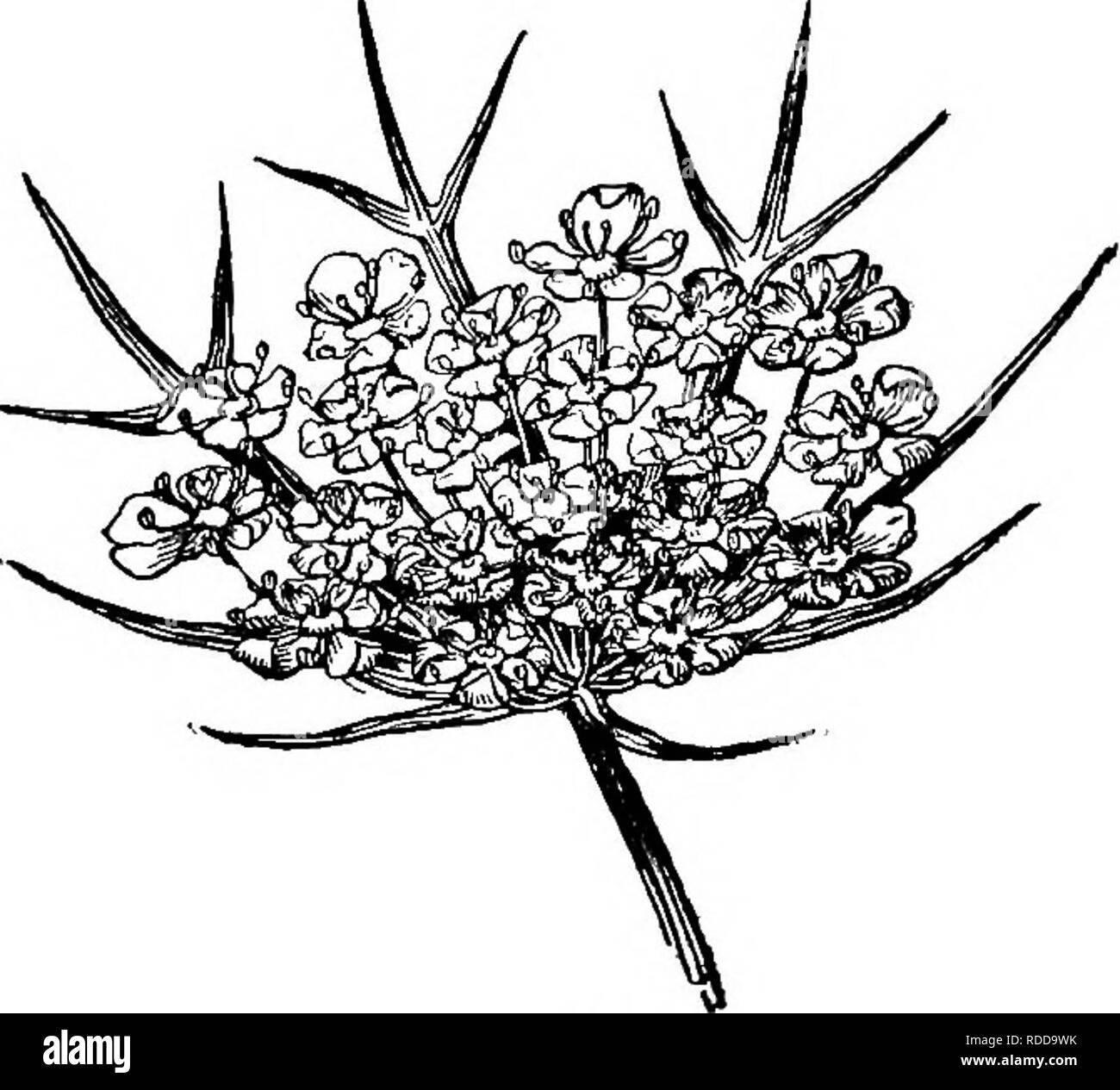 Scorpioid cyme hi-res stock photography and images - Alamy