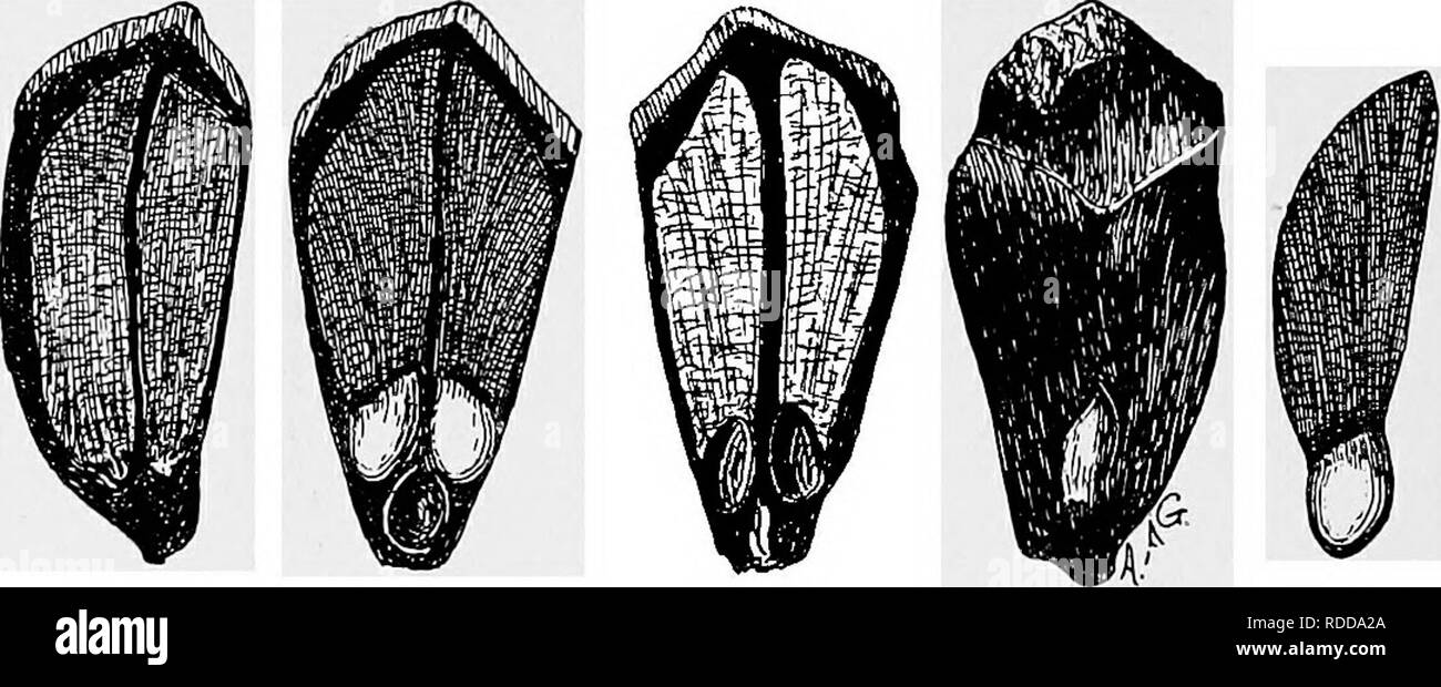 . Lessons in botany. Botany. 190 BOTANY. of the scales, just as they ...