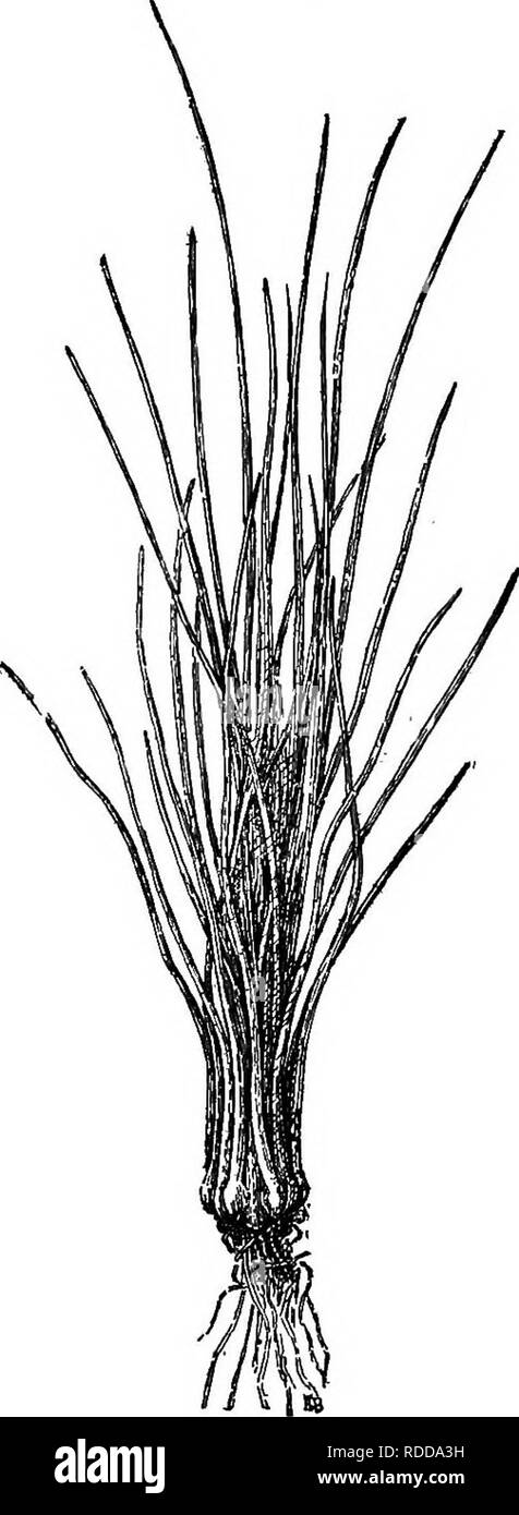 . Lessons in botany. Botany. QUILLWORTS. I8l leaf to a quill. Fig. 155 ...