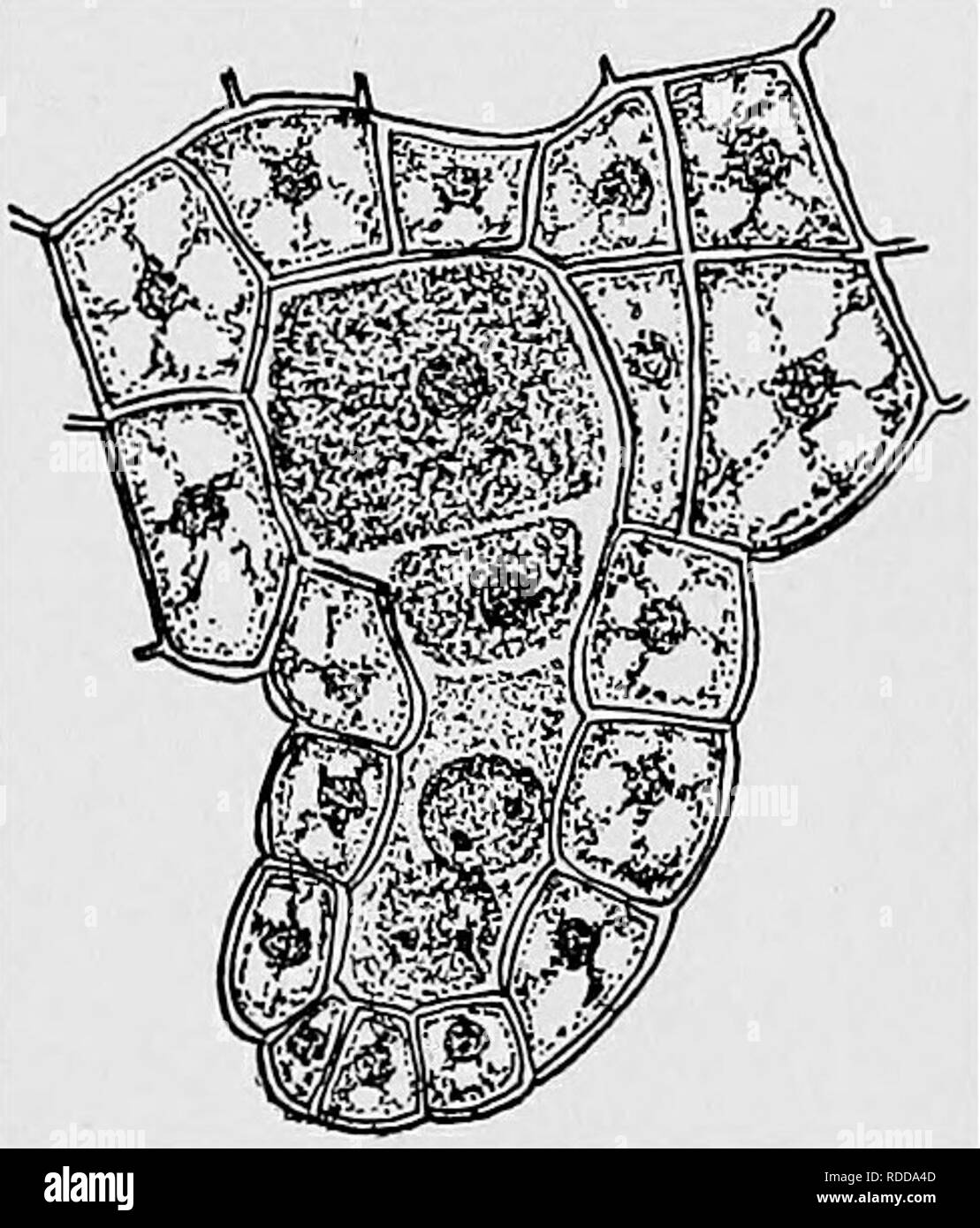 . Lessons in botany. Botany. Fig. 144. Fig. 145. Section of antheridia ...