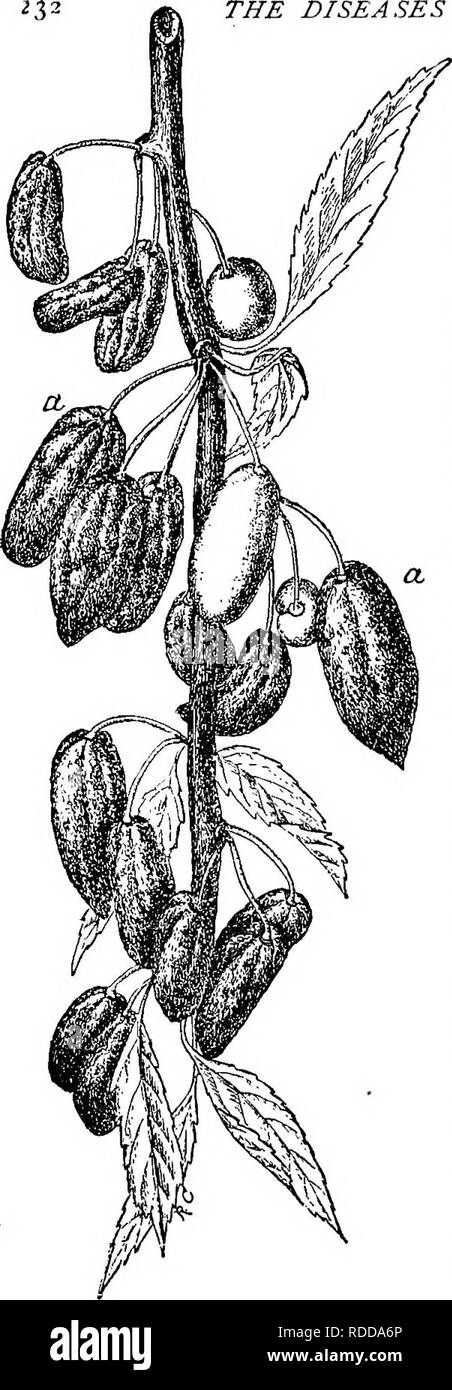 Premature plum hi-res stock photography and images - Alamy