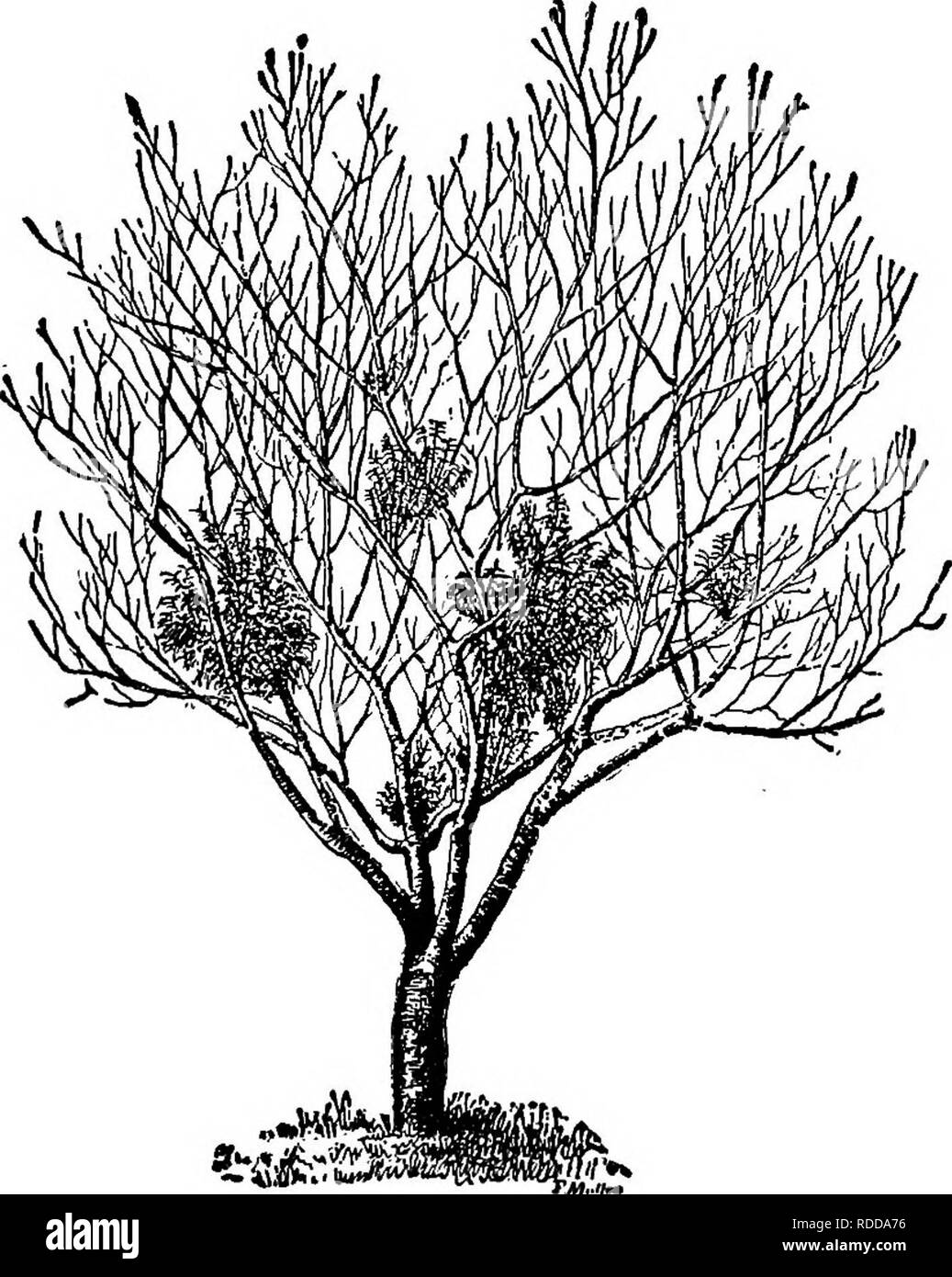 Unnatural fruit Black and White Stock Photos & Images - Alamy