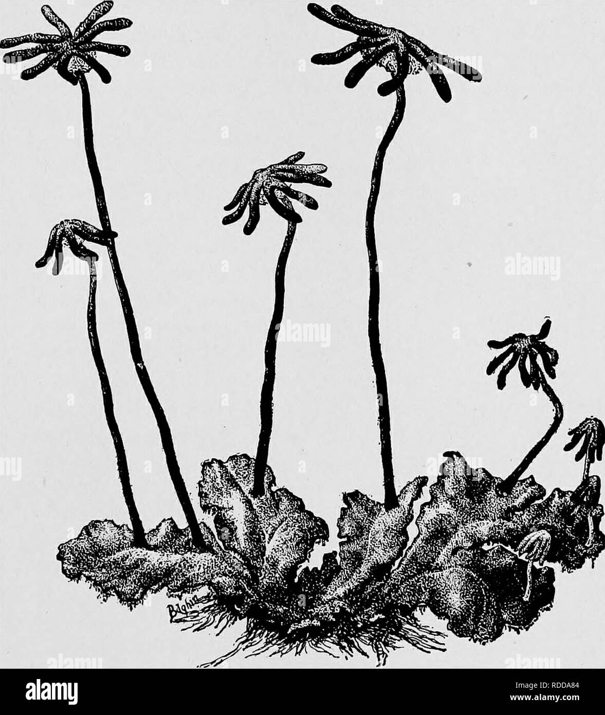 Marchantia Archegonia Structure