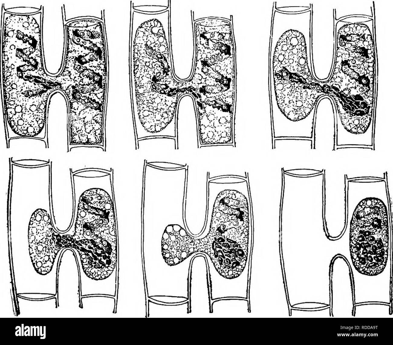Spirogyra cells Black and White Stock Photos & Images - Alamy