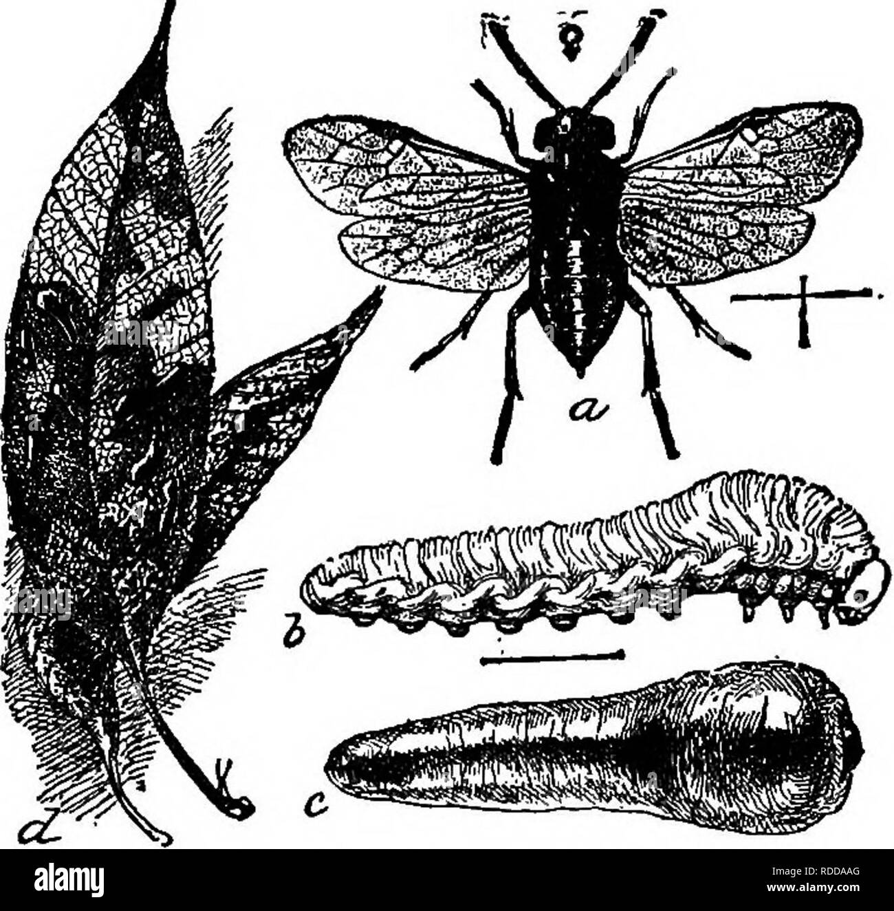 One pound of fruit Black and White Stock Photos & Images - Alamy