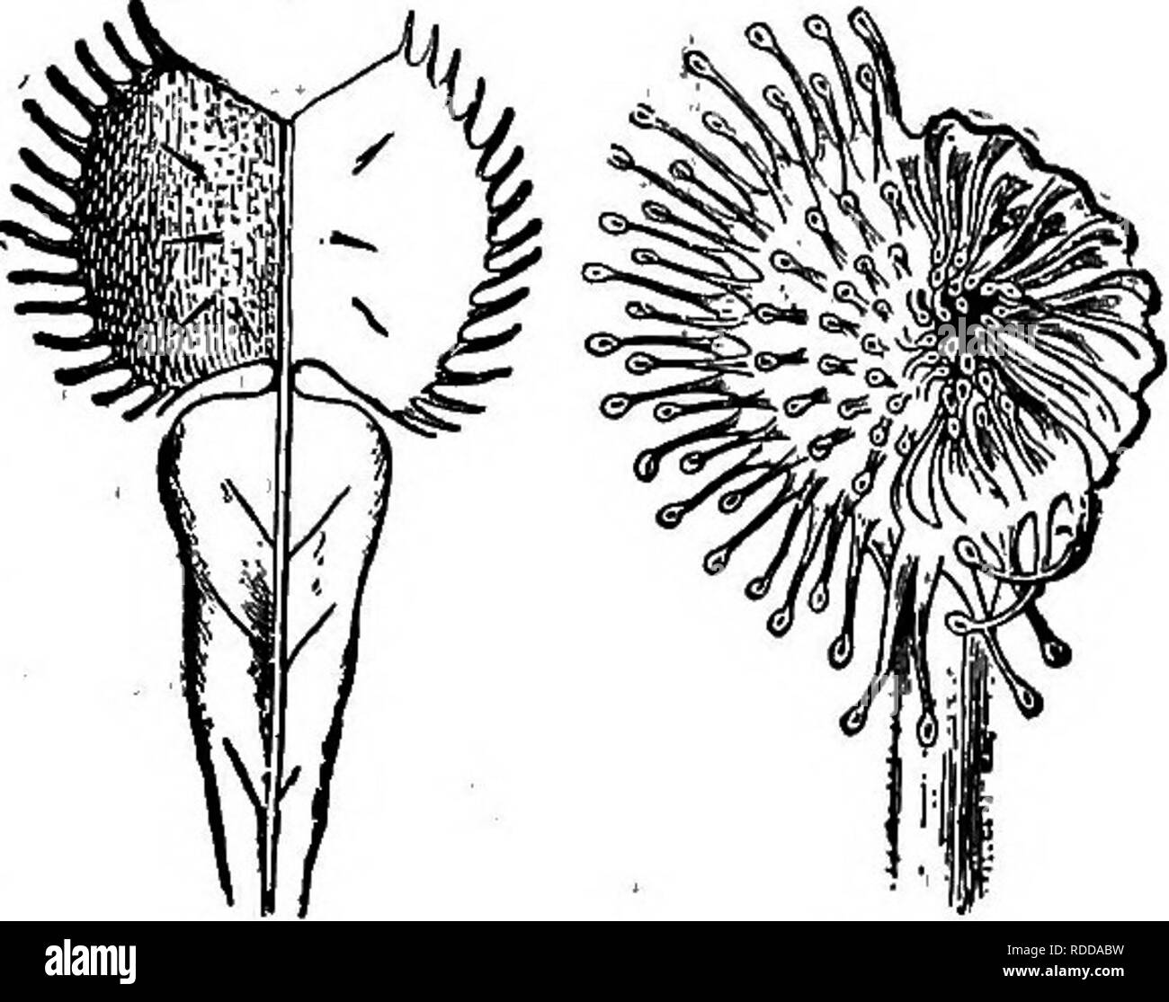 Sundew close Cut Out Stock Images & Pictures - Alamy