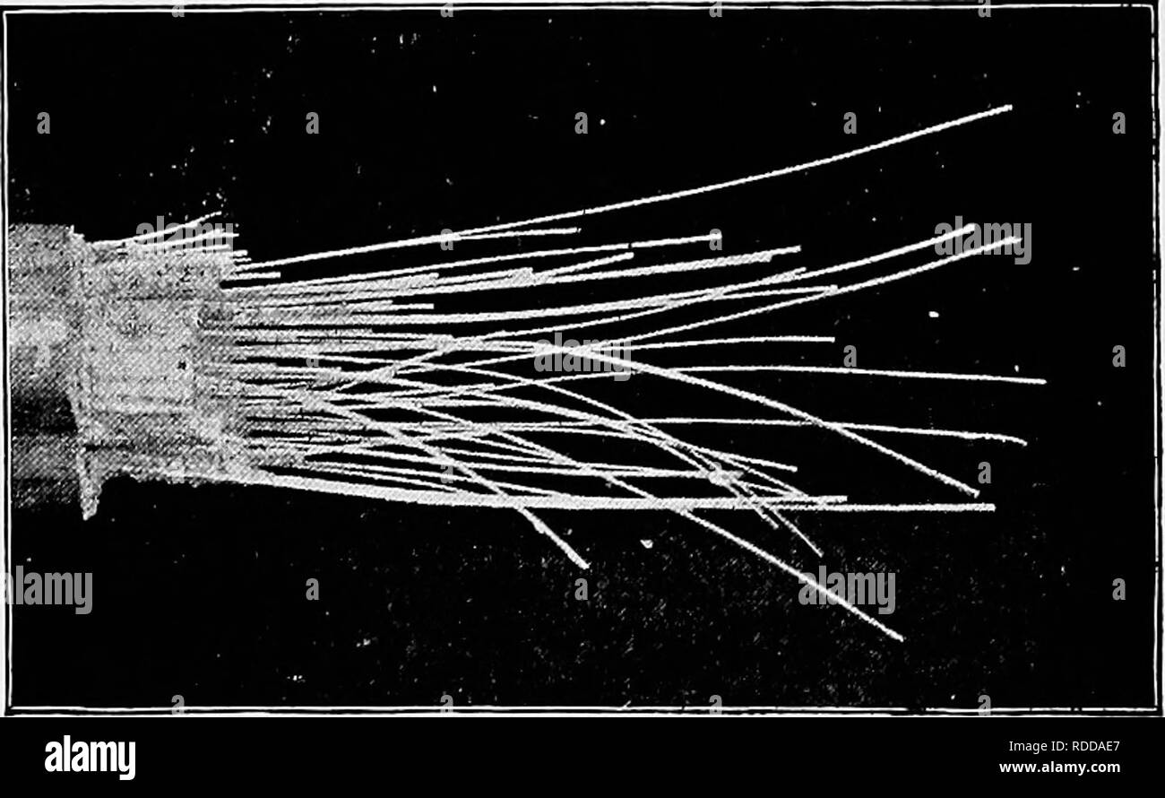 Sunflower stem cross section hi-res stock photography and images - Alamy