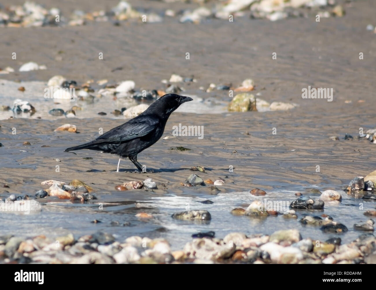 Crow on the beach midway through pooping Stock Photo - Alamy